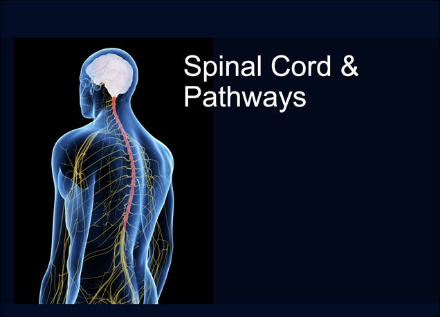 Spinal Cord 2 - 5-22-24