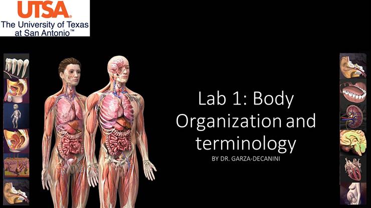 Lab 1- Body Organization and Terminology