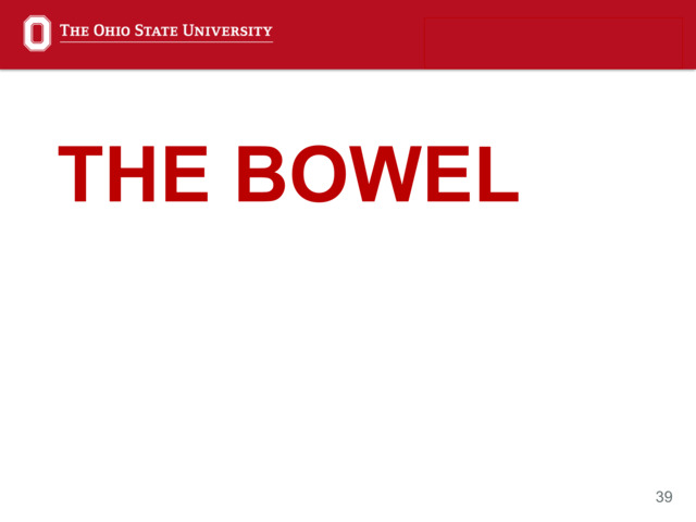 Digestive System 3 (Bowel Part 1)