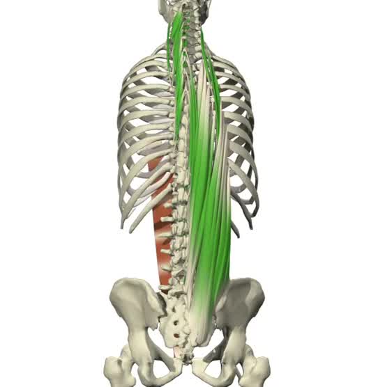 Spinalis Thoracis Muscle