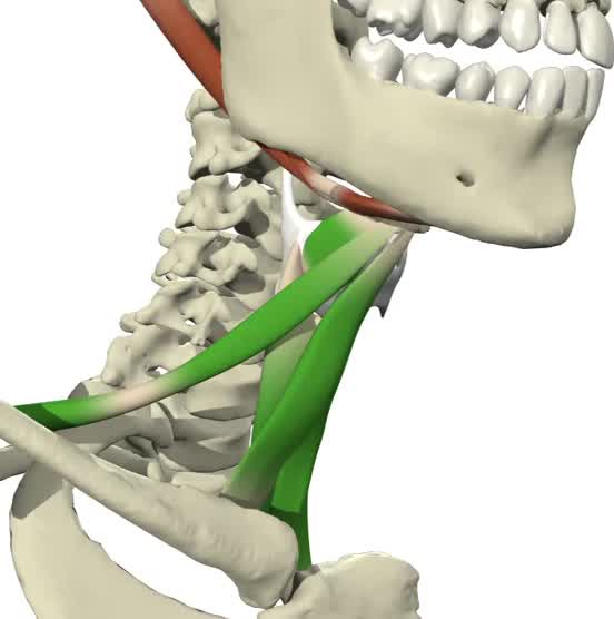 Sternothyroid Muscle