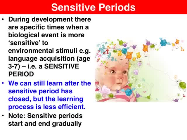 Sensitive vs Critical periods of learning - VCE Psychology