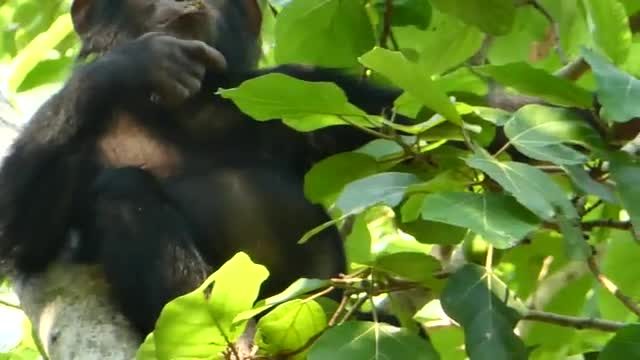 Chimp Eating in Tree