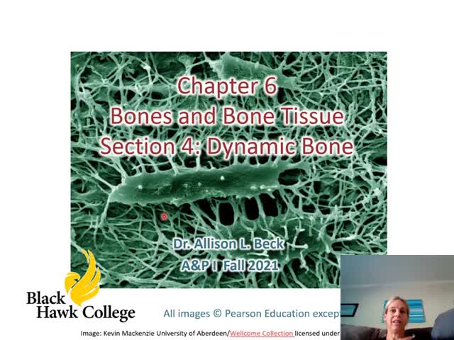BIOL145.ch6.4dynamicbone.F21
