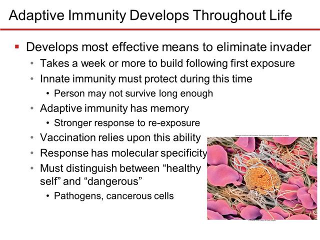 Ch. 15 Adaptive Immunity Part 1