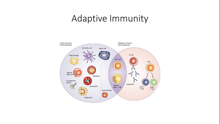 Adaptive Immunity Refresher, Part 1