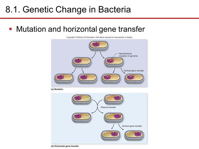 Ch. 8 Bacterial Genetics