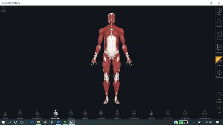 Muscles 3D: Move the Lower arm