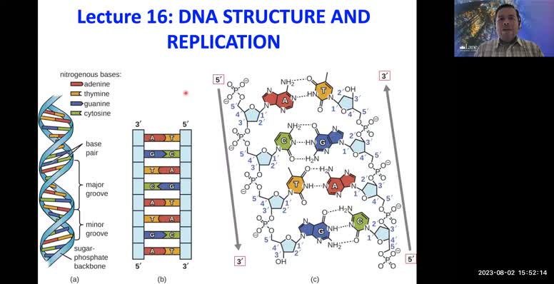 DNA Structure and Replication