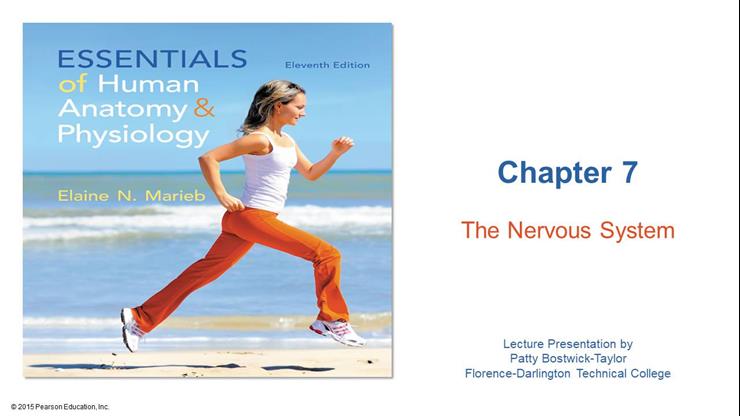 Bio112 Ch7 pt2 Nervous System