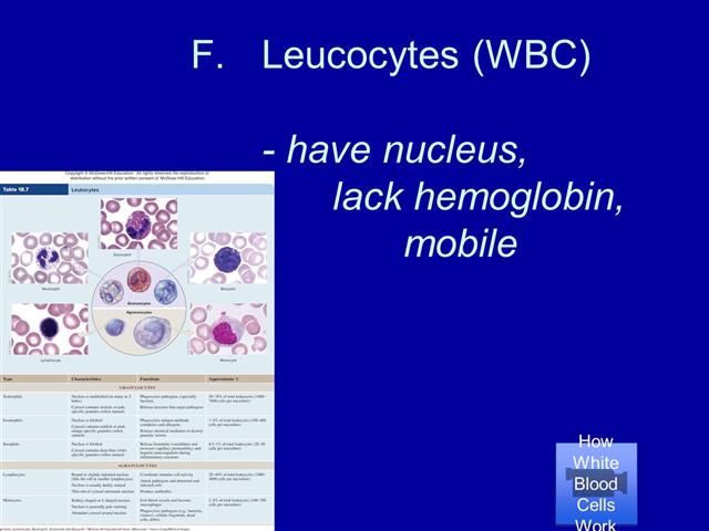 White Blood Cells, Platelets, Plasma, Hemostasis