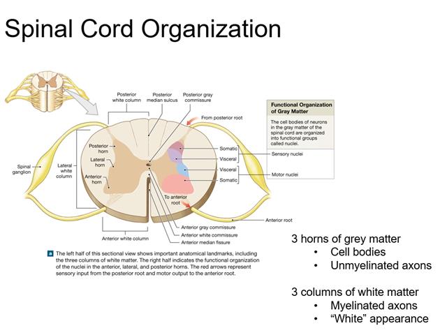 Spinal Cord Gray and White Matter