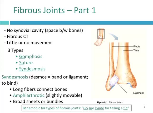 Fibrous Joints (7-9)