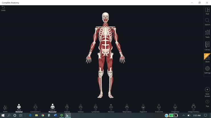Muscles 3D: Move upper leg
