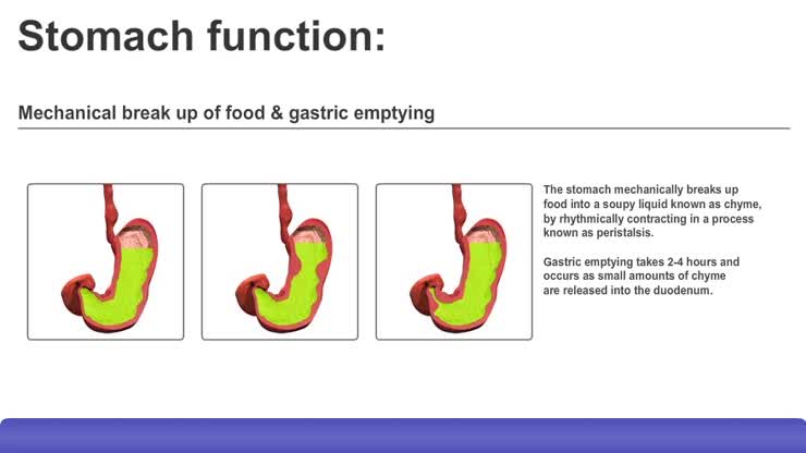 Stomach Functions