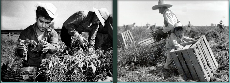 Mexican Immigration + Repatriation Program