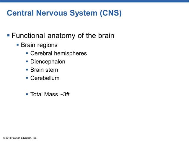 Ch 7 Lecture 4 Central Nervous System (CNS)