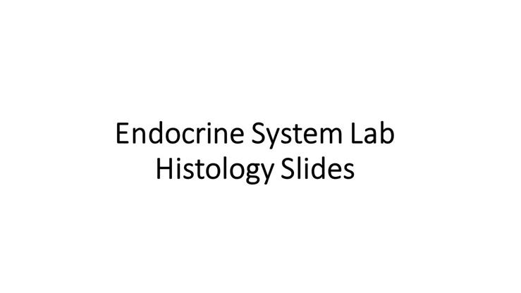 Lab 27 - Endocrine Sys