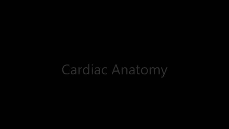 LEE Cardiac Anatomy PHU F 2022