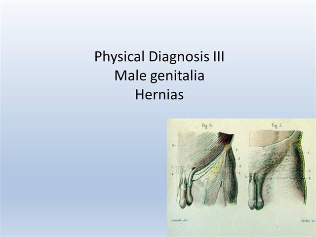 PD III Male genitalia, hernia, prostate, rectum, anus
