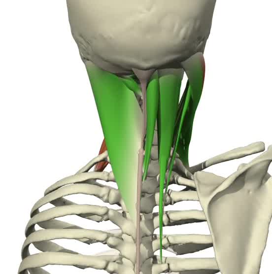 Spinalis Capitis and Spinalis Cervicis Muscles