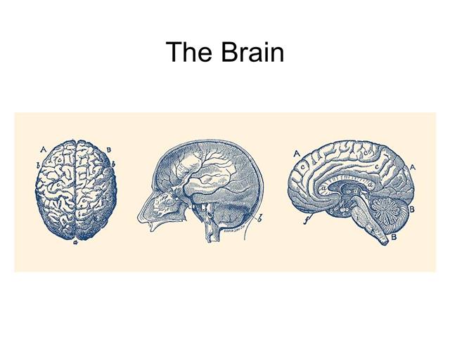 Overview of Brain and CSF