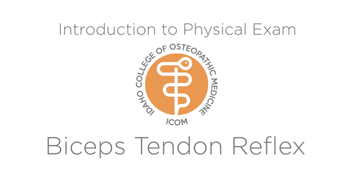 Biceps Tendon Reflex