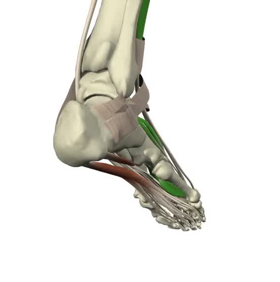 Plantar Foot Muscles