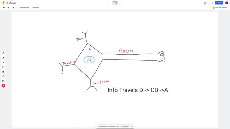 DocDoc Doodles Connective, Muscle, and Nervous tissue (15 min)-with ...